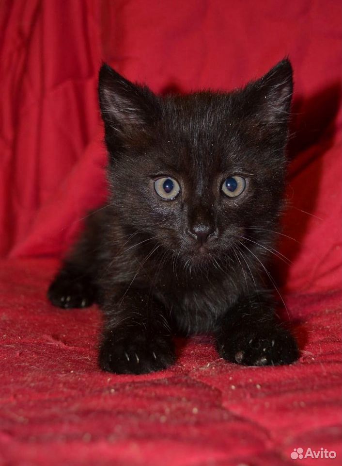 Шикарные, плюшевые комочки - черные котята