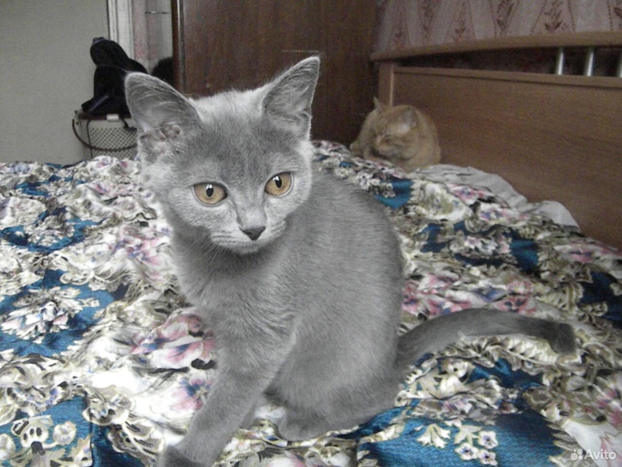 Лилу-серебристая британочка стерилизована