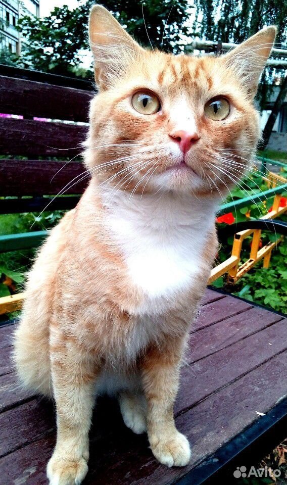 Молодой котик в дар