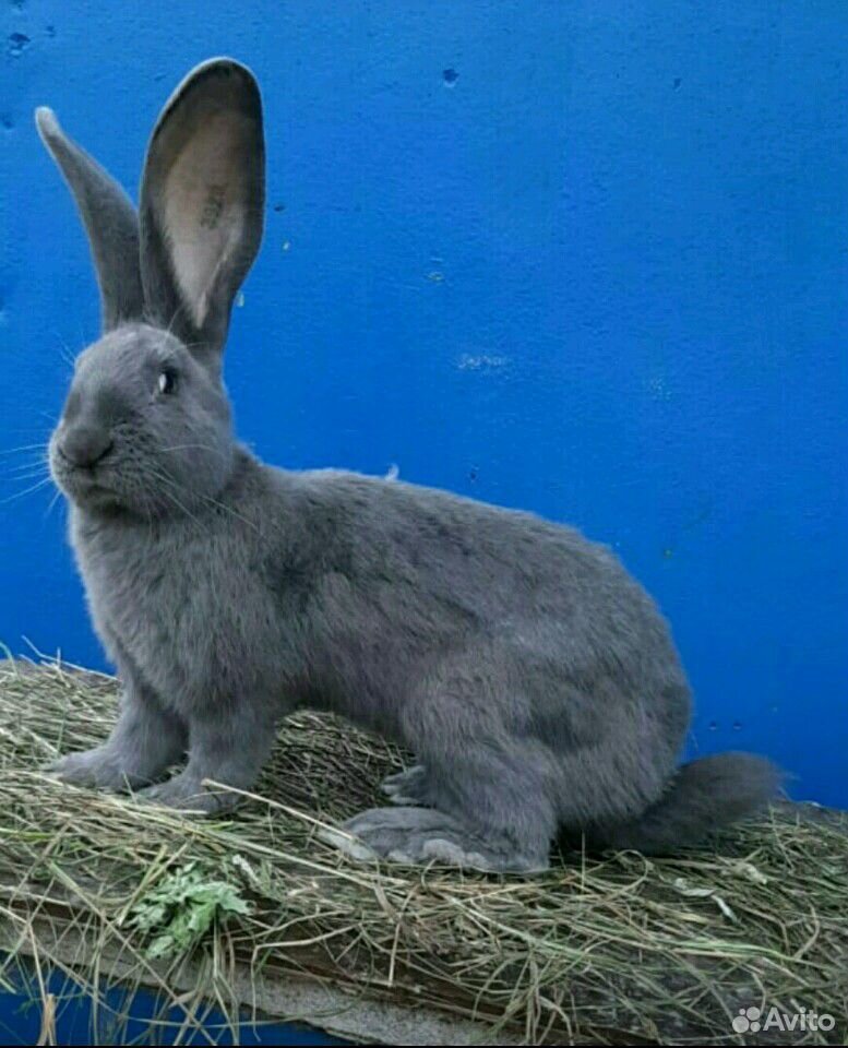 Фландры,ризены,калифорнийцы