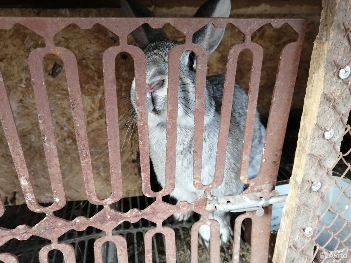 Крольчихи Шиншиллы, Кролы Фландеры