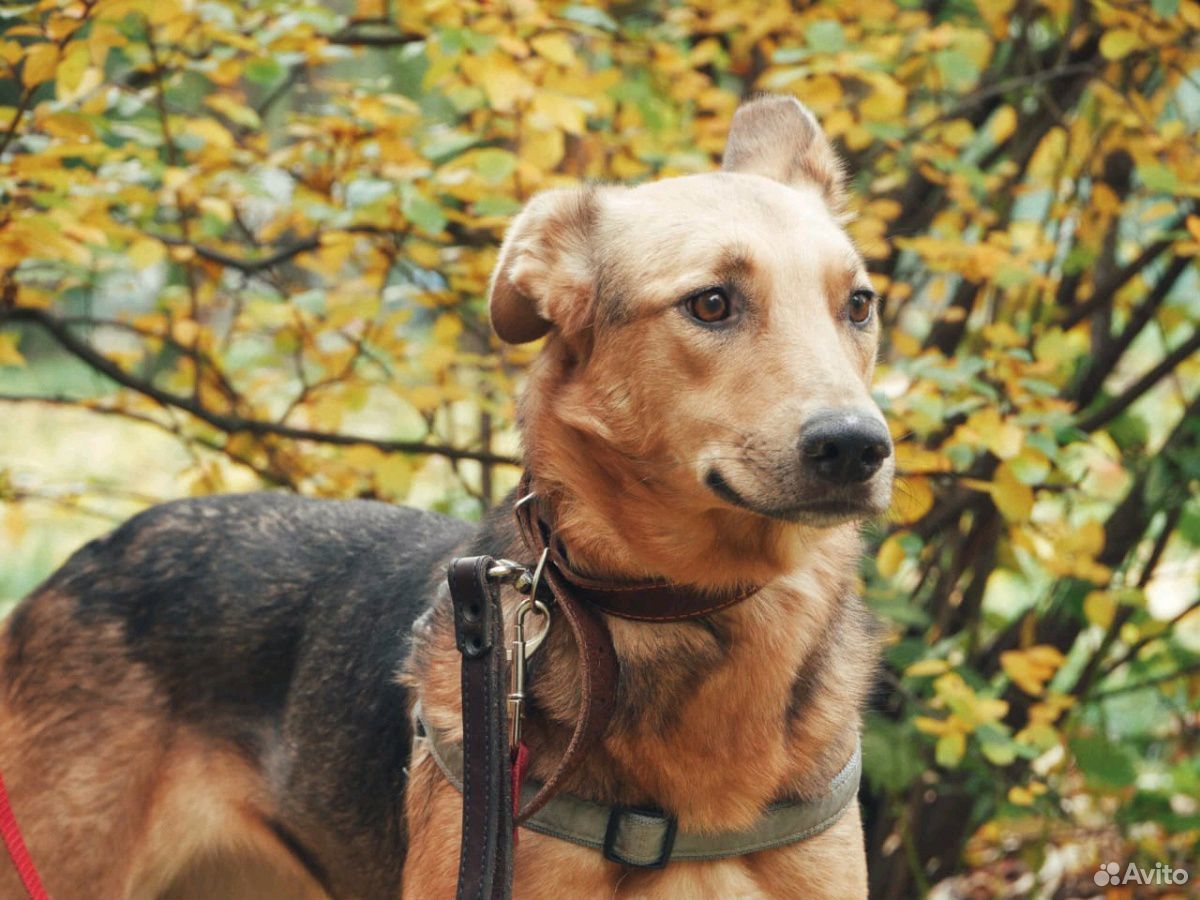 Собака Элла в добрые руки