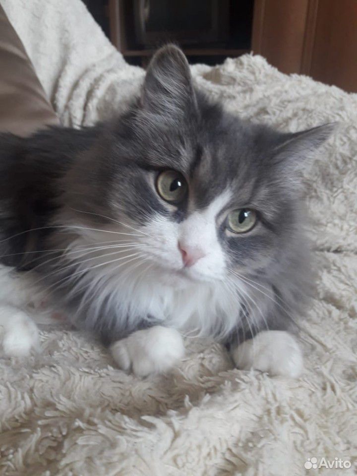 Кошки
