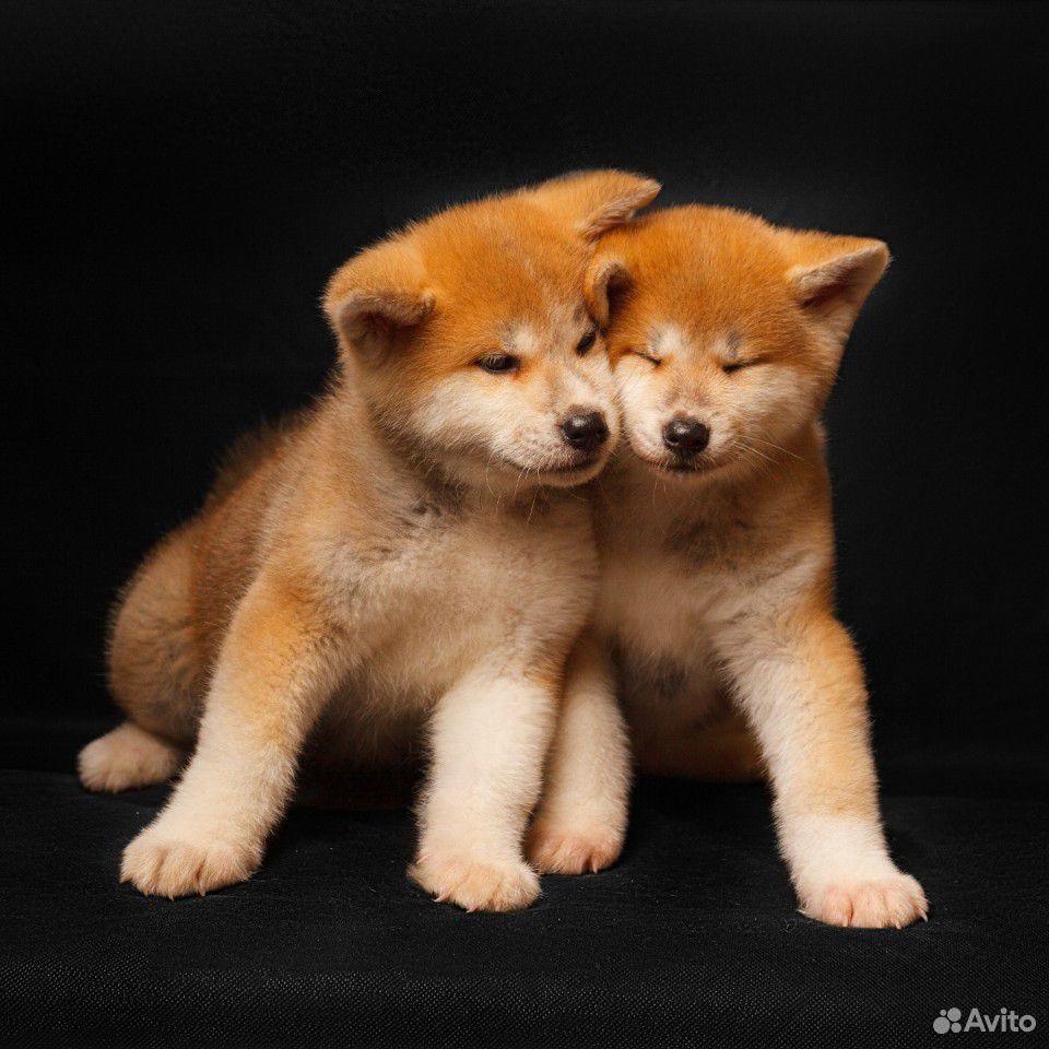 Акита-Ину шоу класса с доставкой в любой город