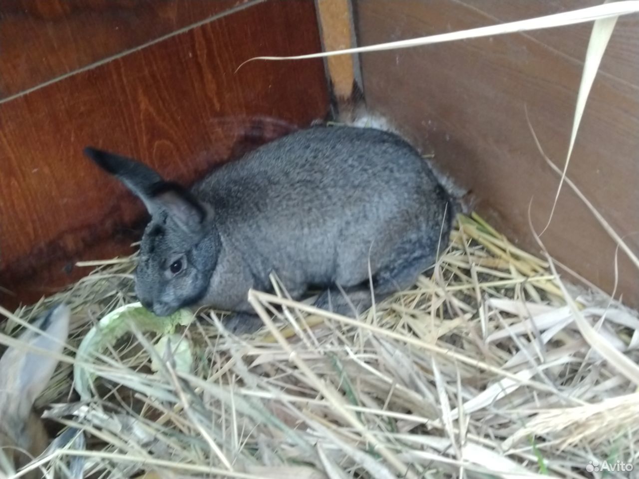 Продаю кроликов на мясо или разведение