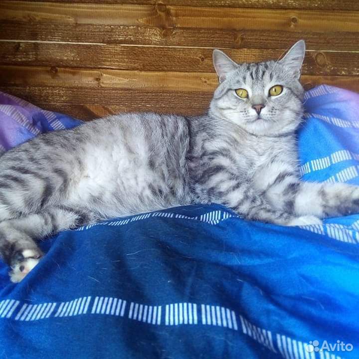 Молодой котик Дениска в добрые руки