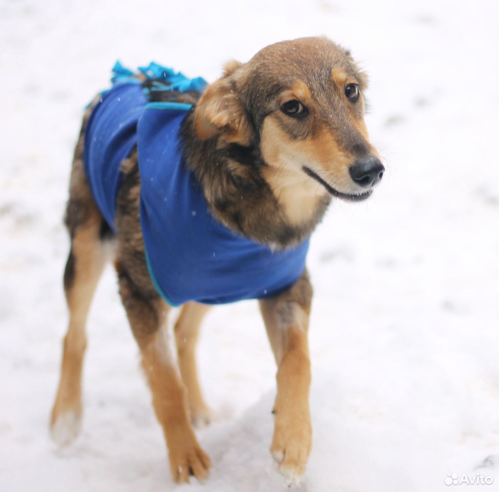 Собака-улыбака Шелли