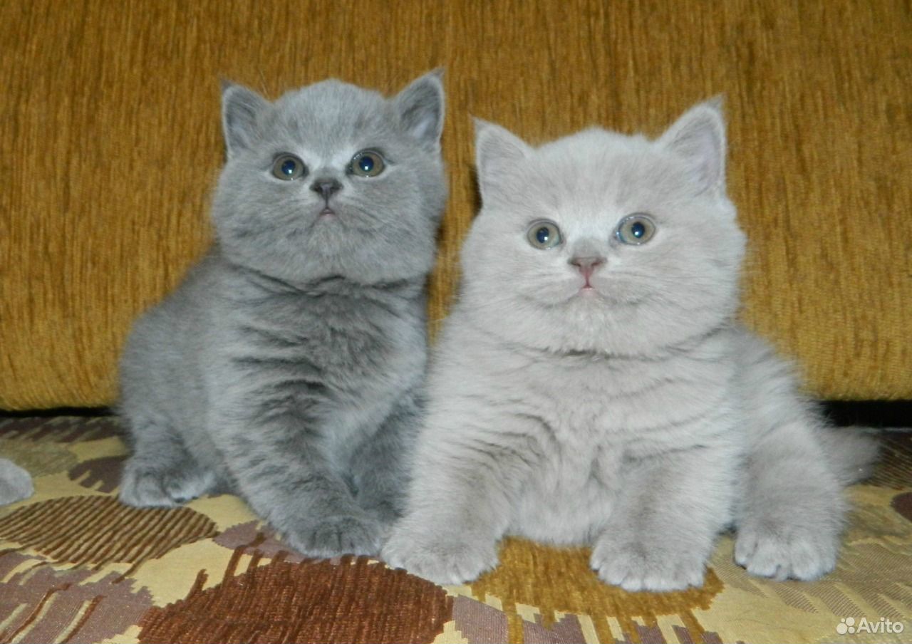 Британские котята