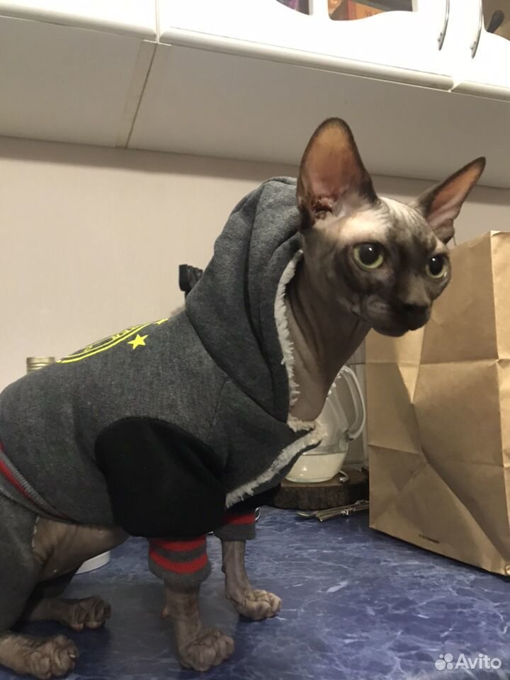 Кот ищет невесту