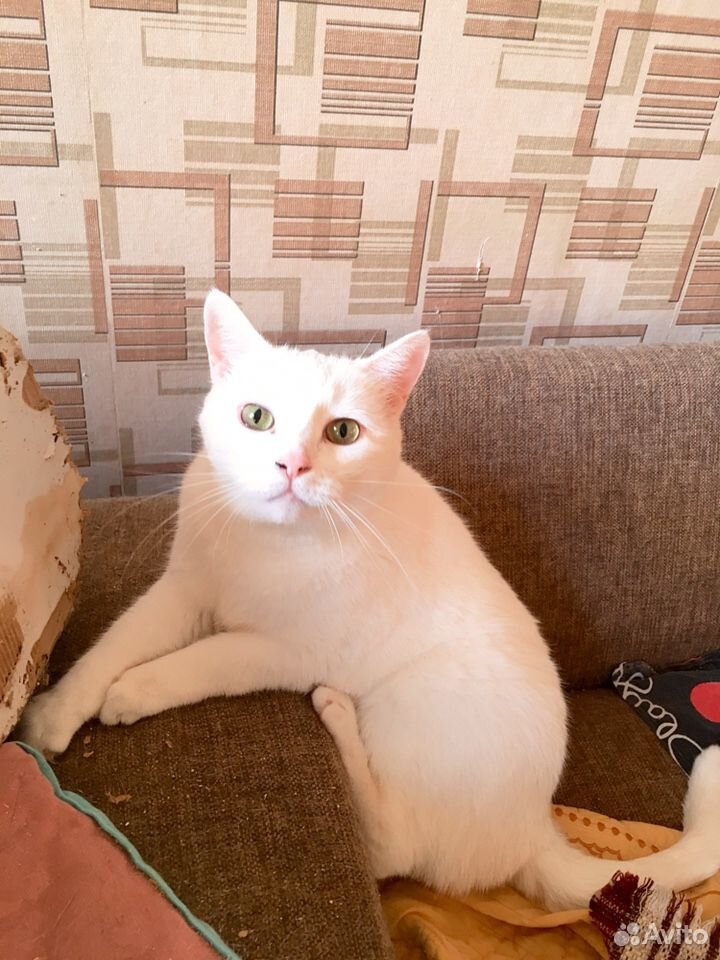 Белая кошка Феня