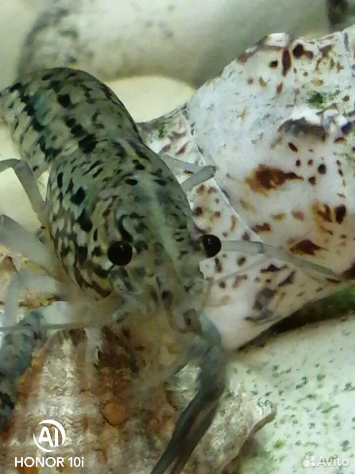 Мраморные раки