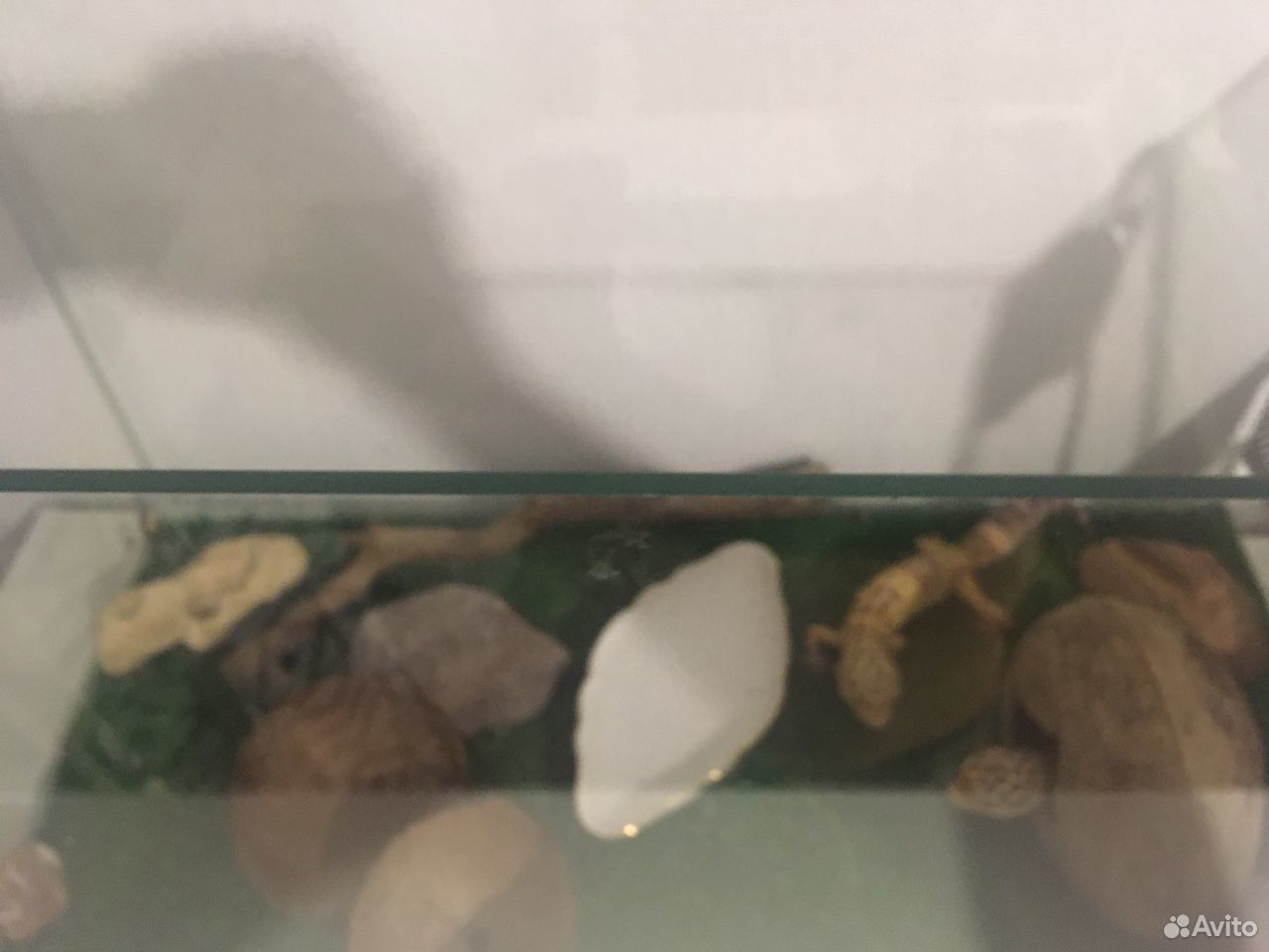 Террариум с гекконами