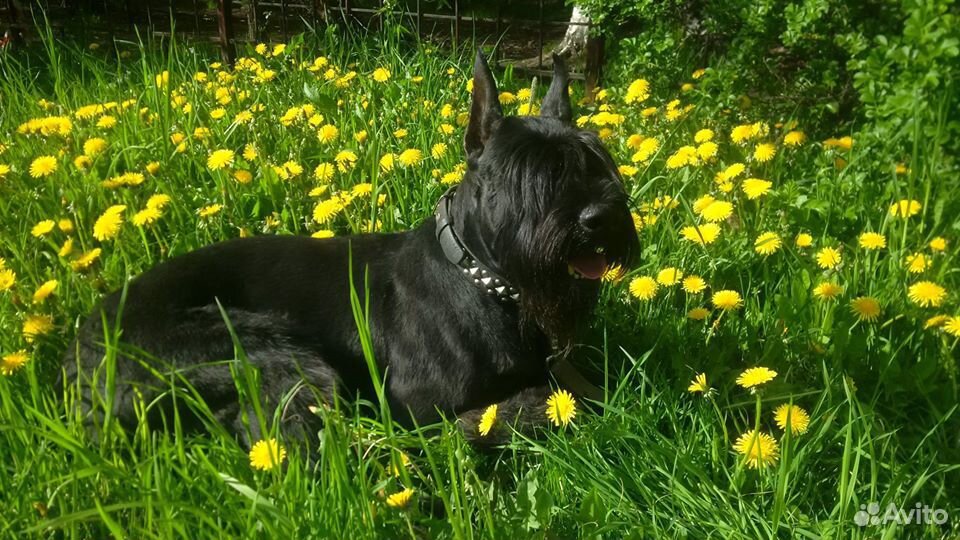 Кобель ризеншнауцера для вязки