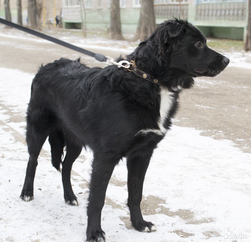 Ах эти ушки