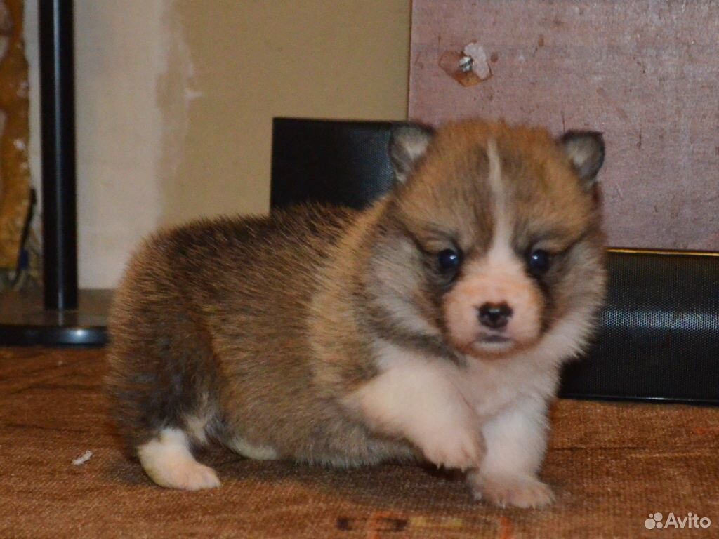 Вельш корги пемброк девочка