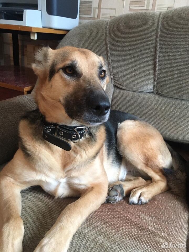 Собака в дар