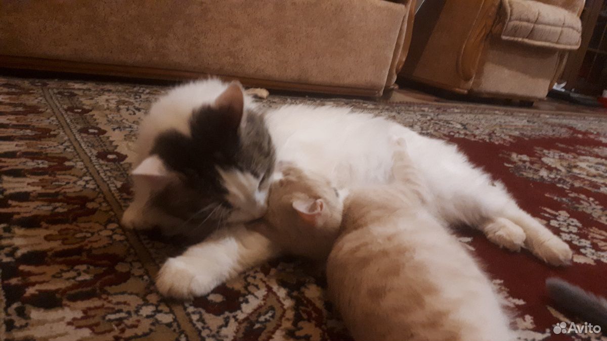 Котик кастрированный. прививки есть. к туалету при