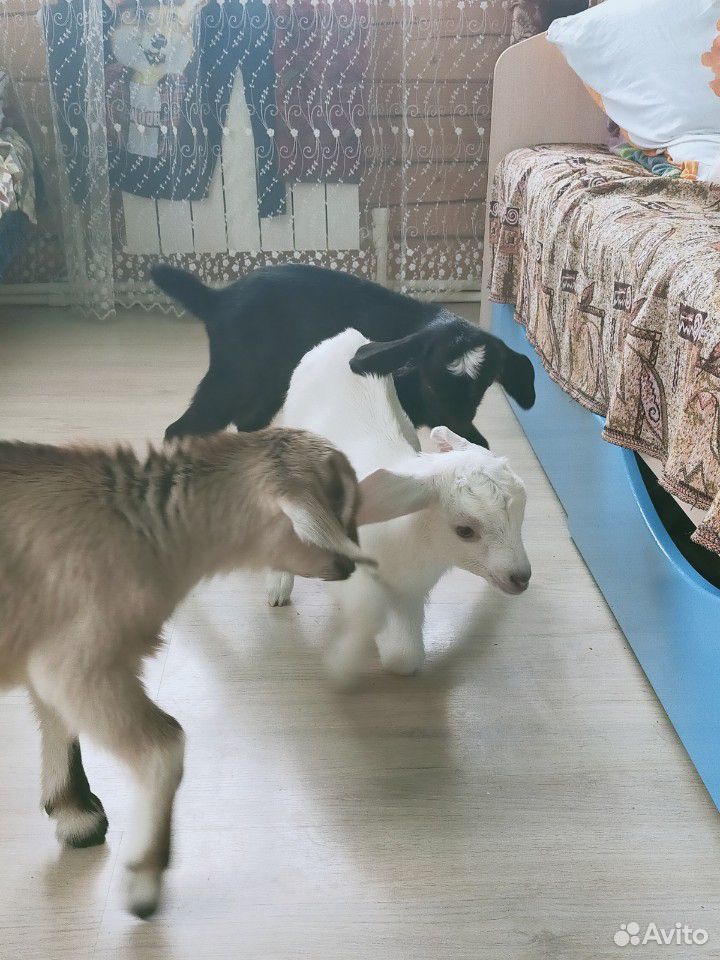 Козлики заанонубийские