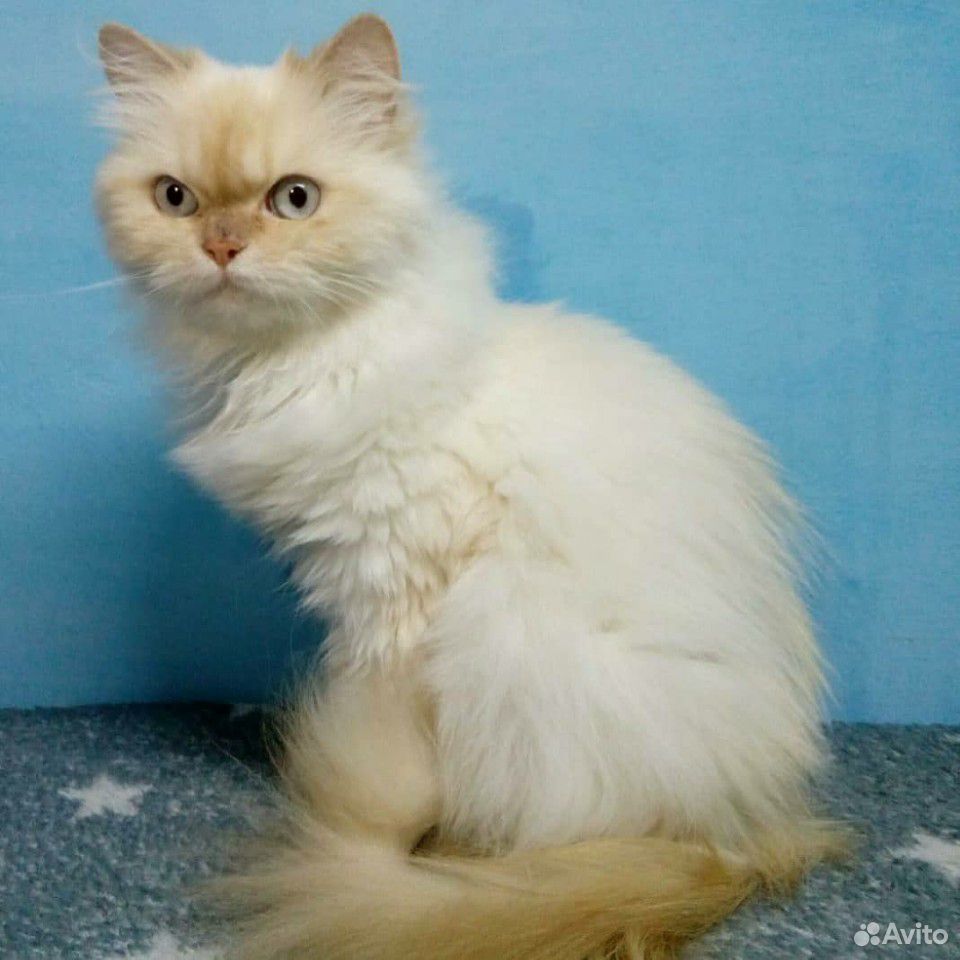 Кошка Персиана