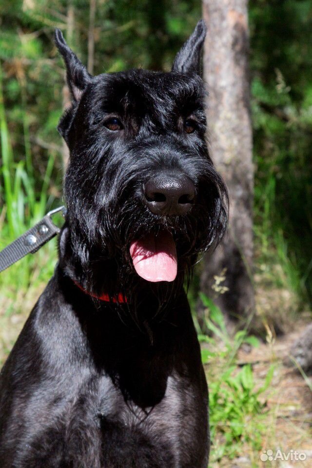 Ризеншнауцер. Кобель для вязки