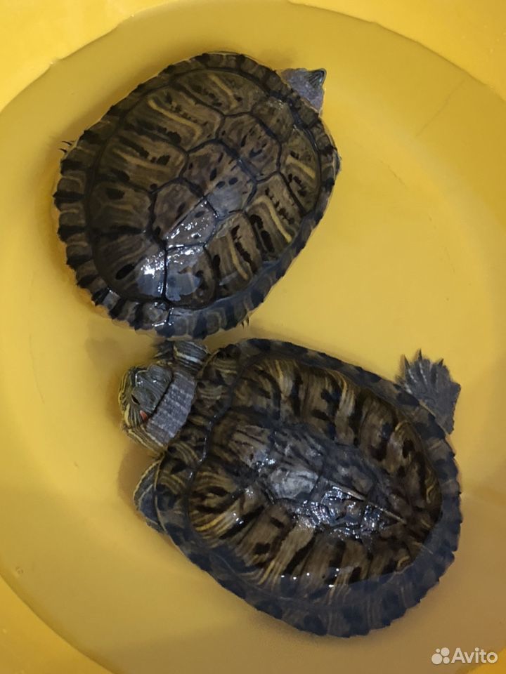 Красноухая черепаха