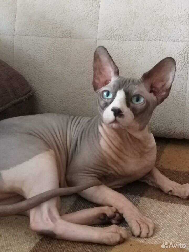 Канадский сфинкс вязка