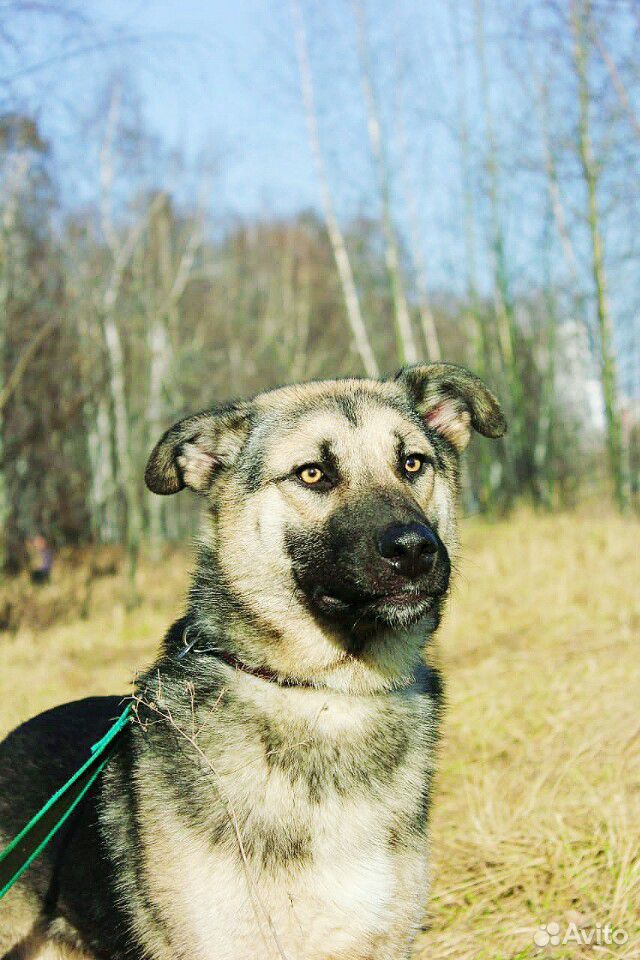 Прекрасная собака Твикс в дар