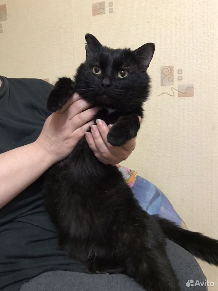 Кот бесплатно