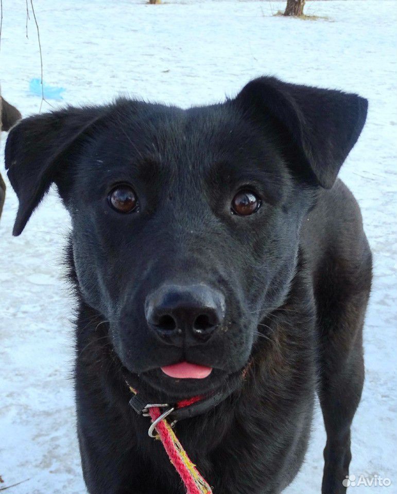 Баграт ищет дом