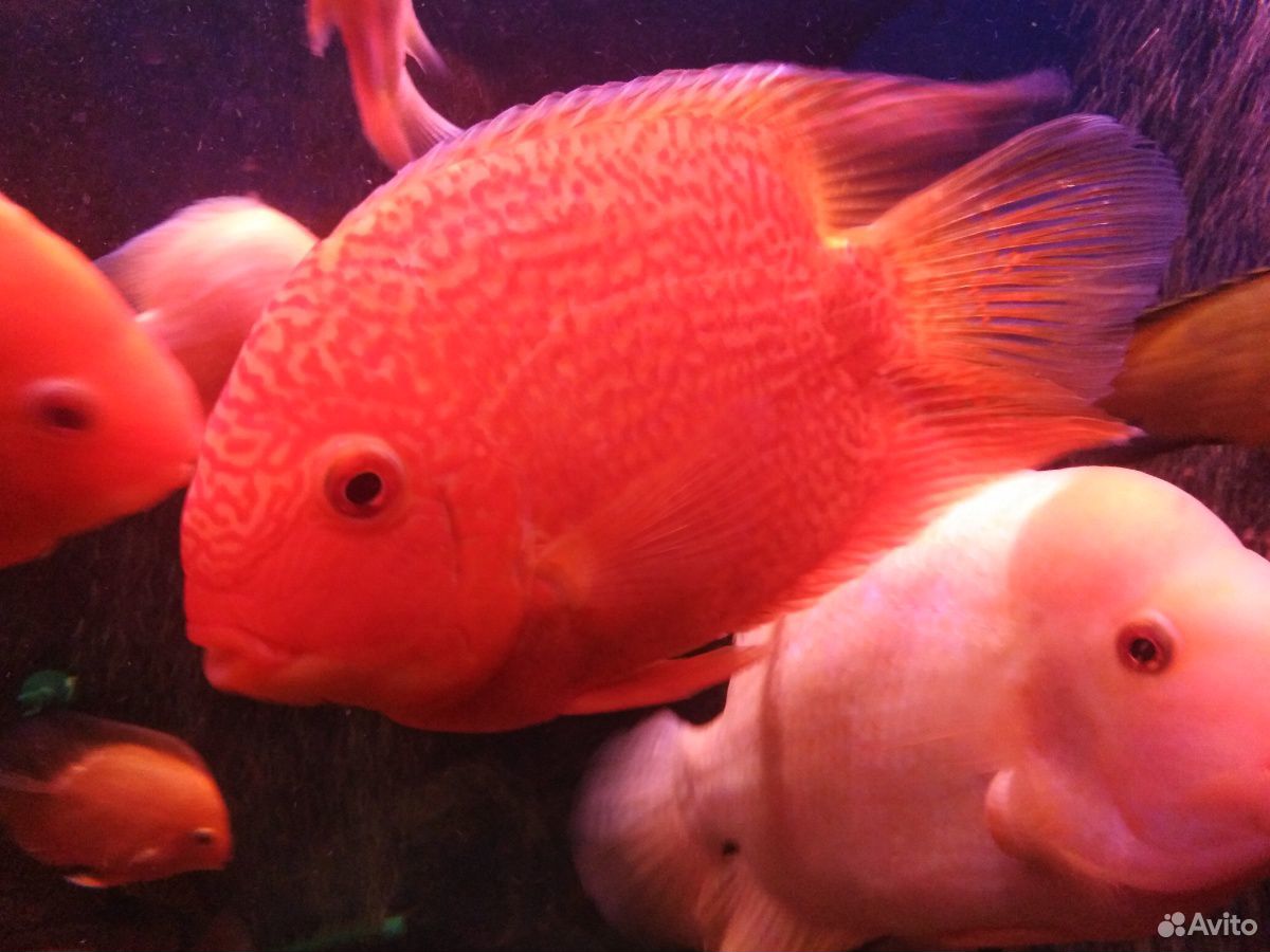 Северуми красноточечние