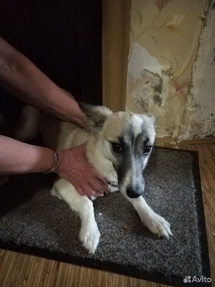 Собака