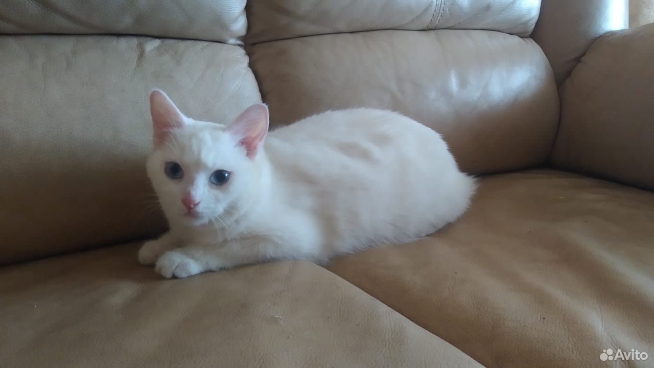 Кот Беляш
