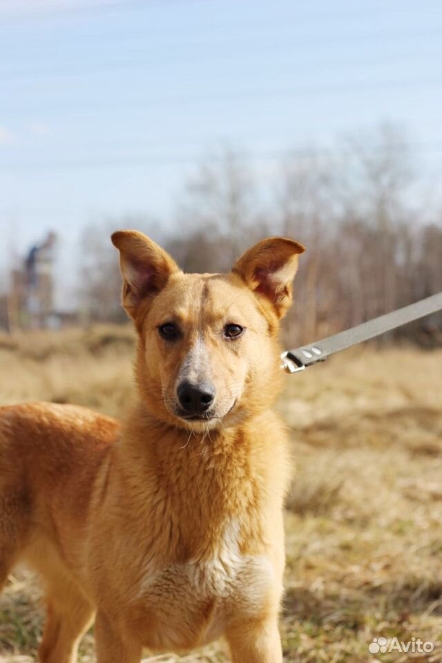 Рыжая собачка Сандра из приюта ищет дом