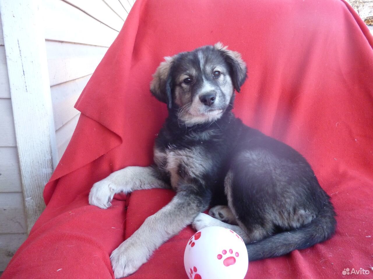 Милая Мадлен в добрые руки