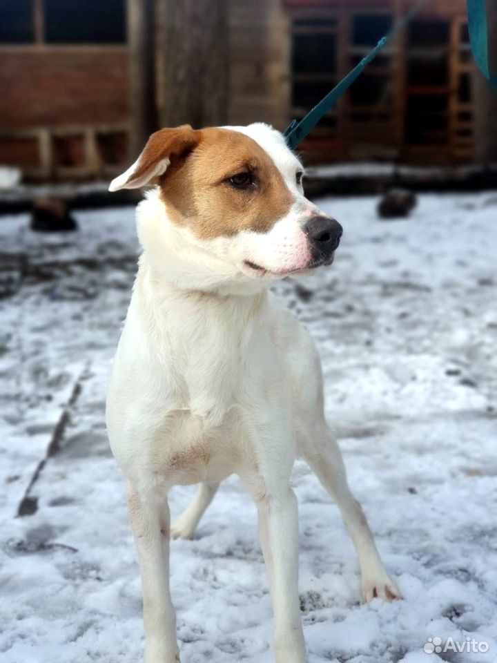 Флора ищет дом