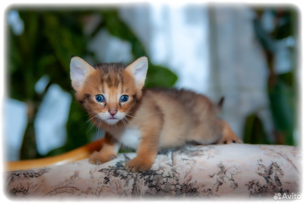 Чаузи ф1 кошечки