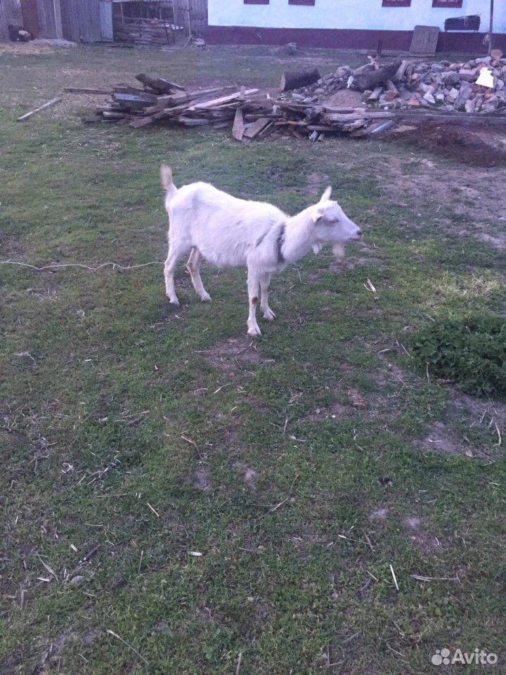 Бычки и козы