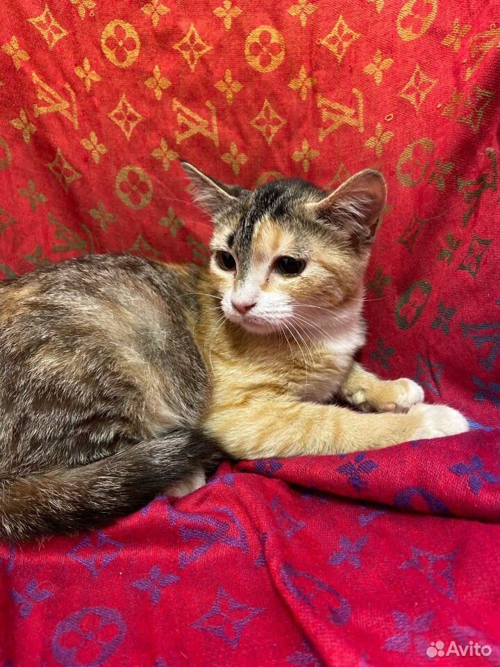 Аврора хочет домой