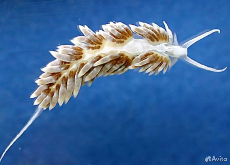 Бергия, бергии, голожаберник