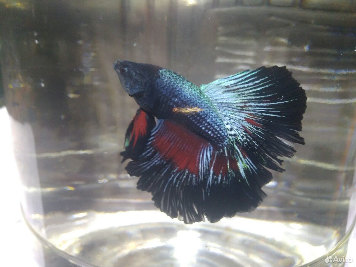 Сиамские петушки