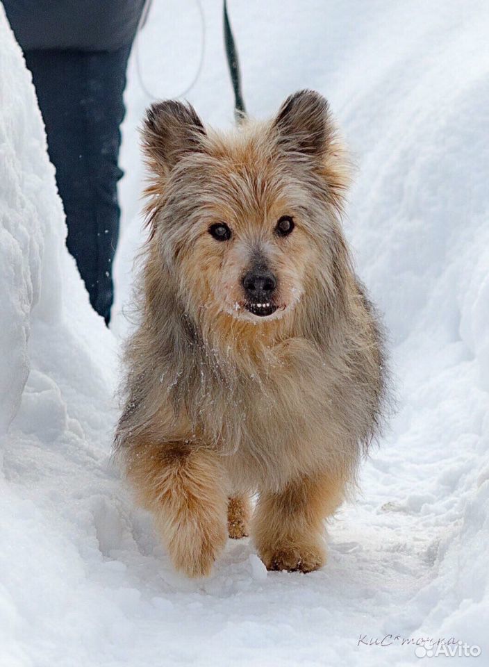 Идеальная собака ищет дом