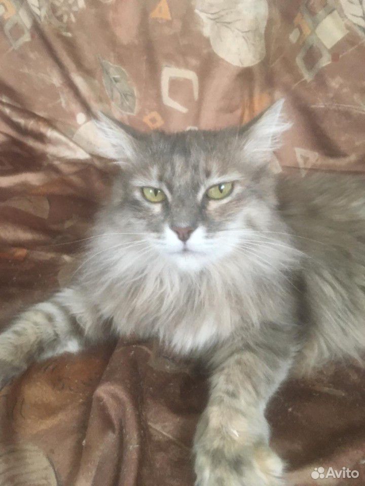 Сибирская красавица