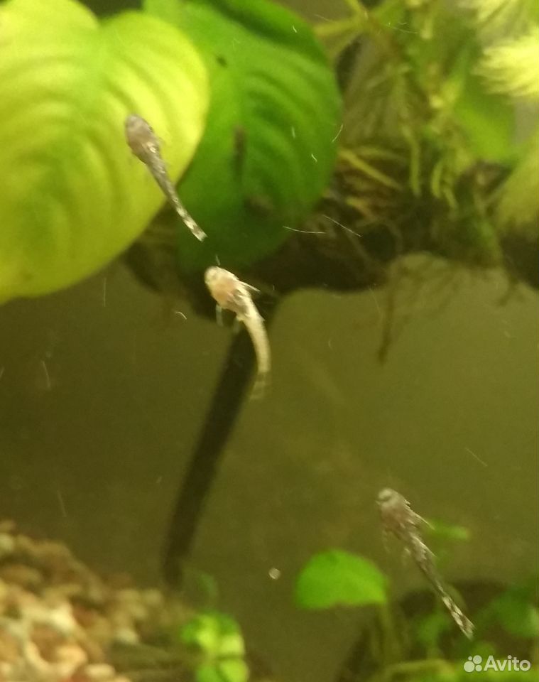 Рыбка анцитрус мальки сомика