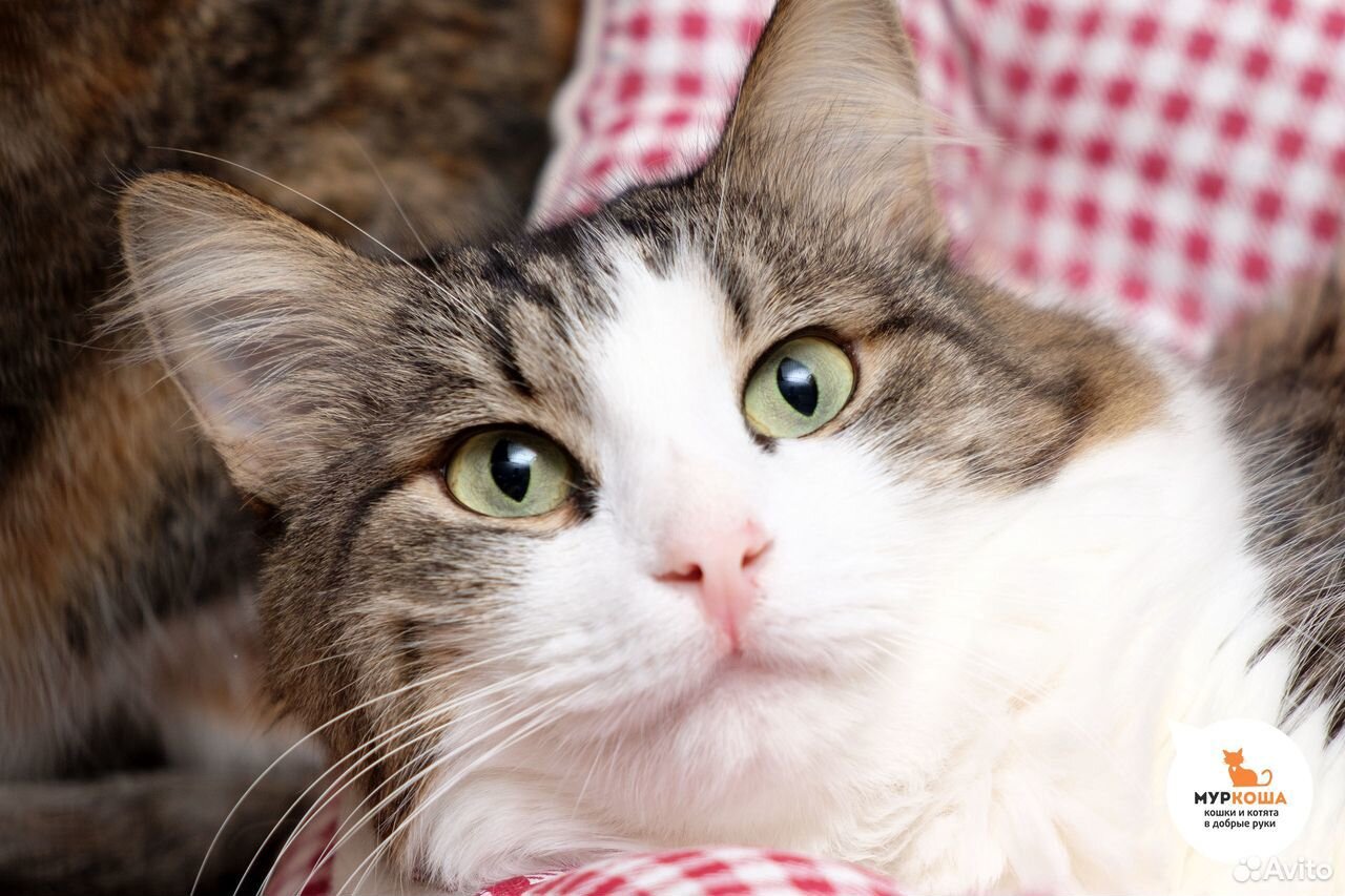 Когда Кларисса заурчит в объятиях любимого человек