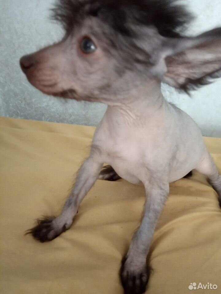 Шоколадные минюшки