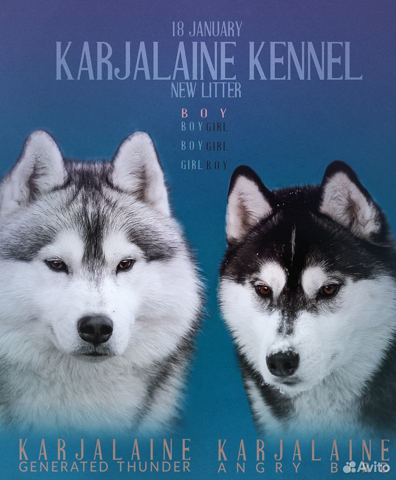 Элитный щенки хаски