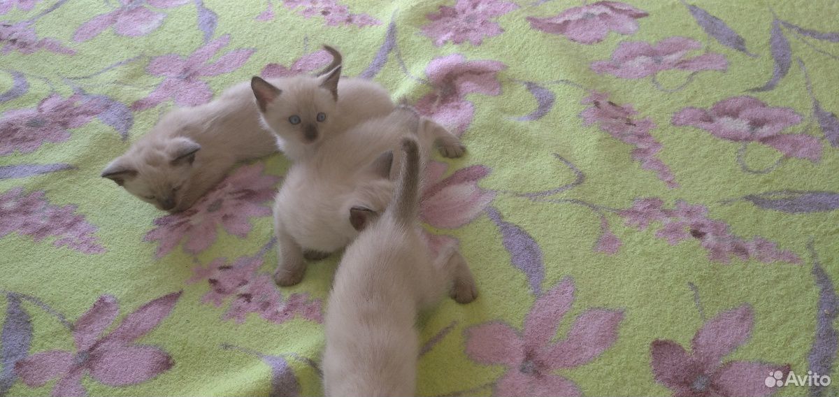 Тайские котята