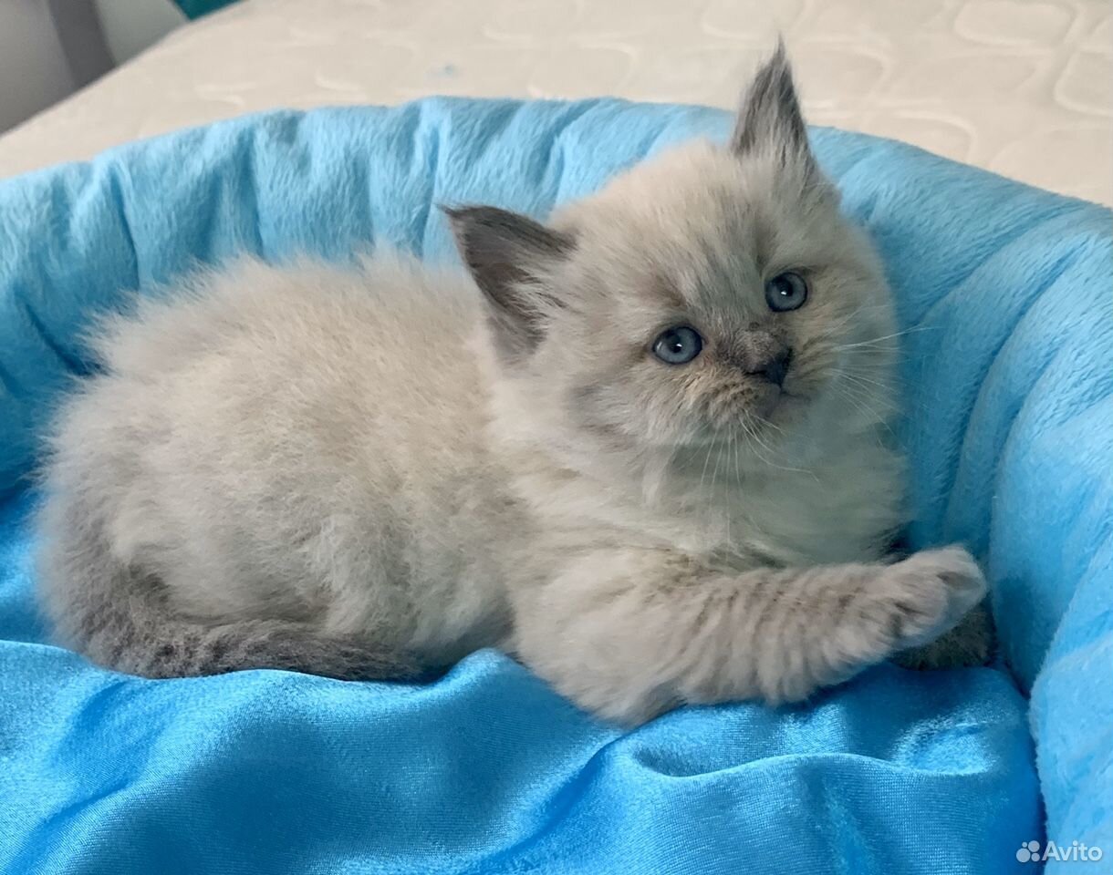 Кассиопея Сибирская Сказка