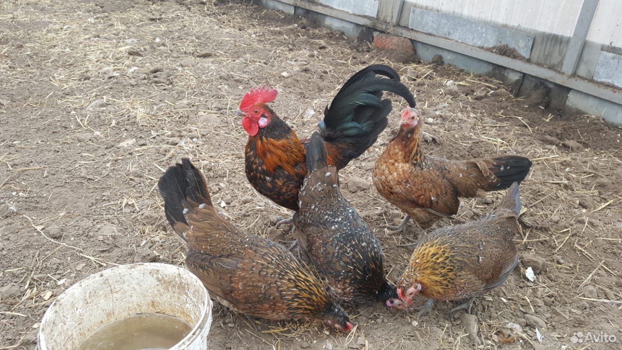 Семья кур ореховых бентамок
