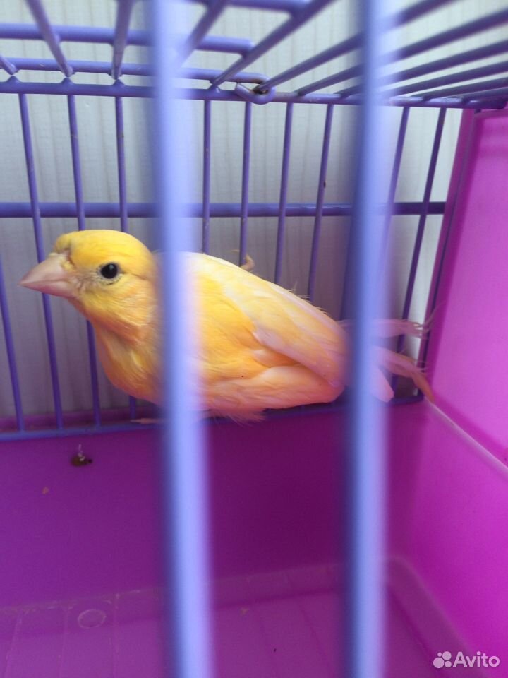 Молодые самочки канарейки